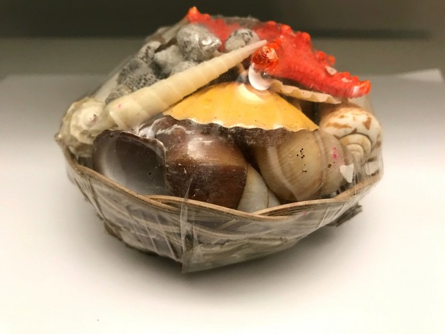Assorted Seashells from Philippines Filipino Gifts and Souvenir for ...