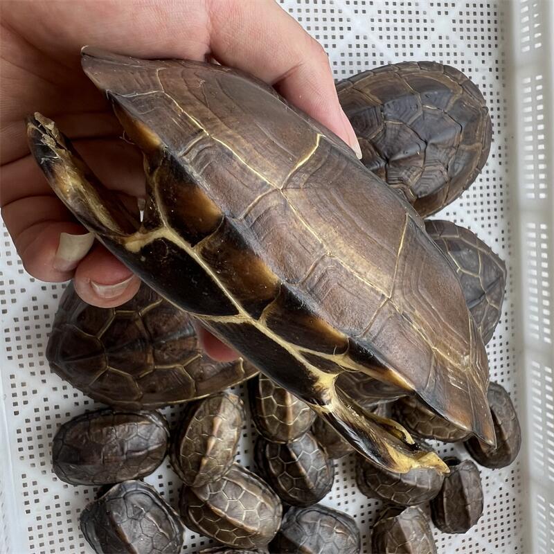 Taxidermy 1 PC Freshwater tortoise shell Real Animal Specimen 5.1-6.2 ...