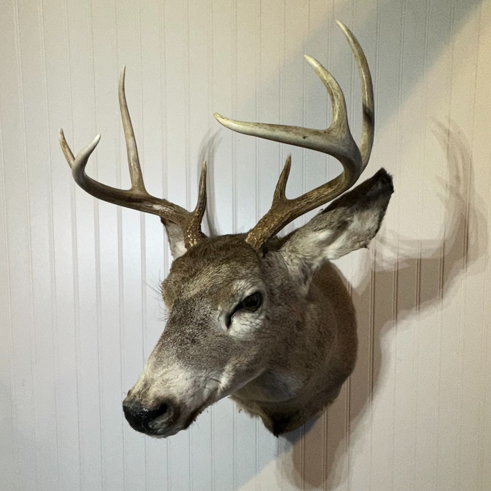 Whitetail Buck Shoulder Mount Taxidermy 8-point | eBay