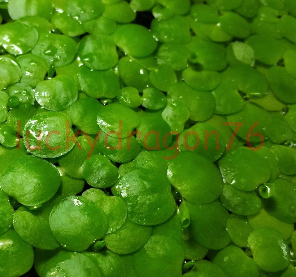 Frogbit For Sale Limnobium Laevigatum | Smooth Frogbit | UK Grown