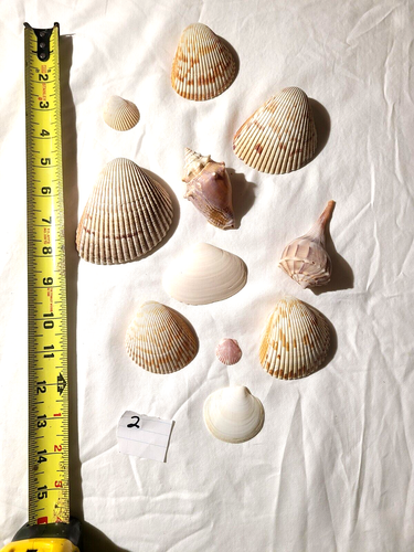 Seashells Assorted 11 Pieces Lot | eBay