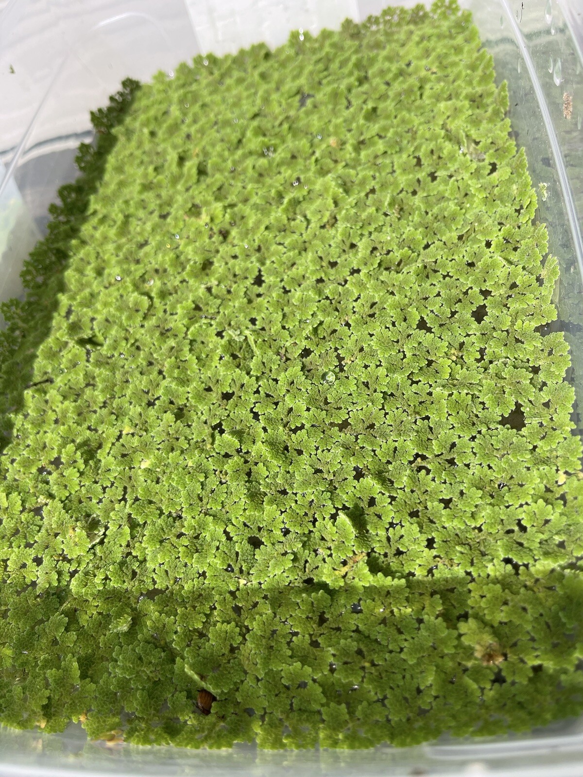 Floating Fairy Moss (Mosquito Fern) 2 Oz | eBay
