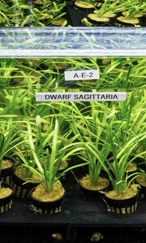 Dwarf Sag (Sagittaria subulata 'dwarf') Live Aquarium Plant | eBay