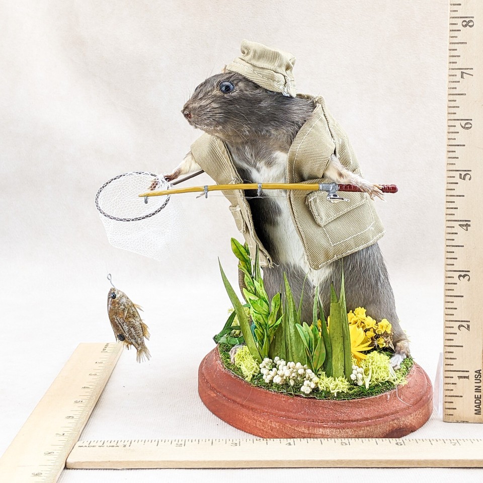 H50b Redneck Rat Hunter Fishing Display Taxidermy Anthropomorphic ...
