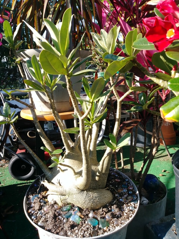 10 seeds Adenium Obesum Desert Rose Seeds Mixed Colors Fresh Seeds | eBay