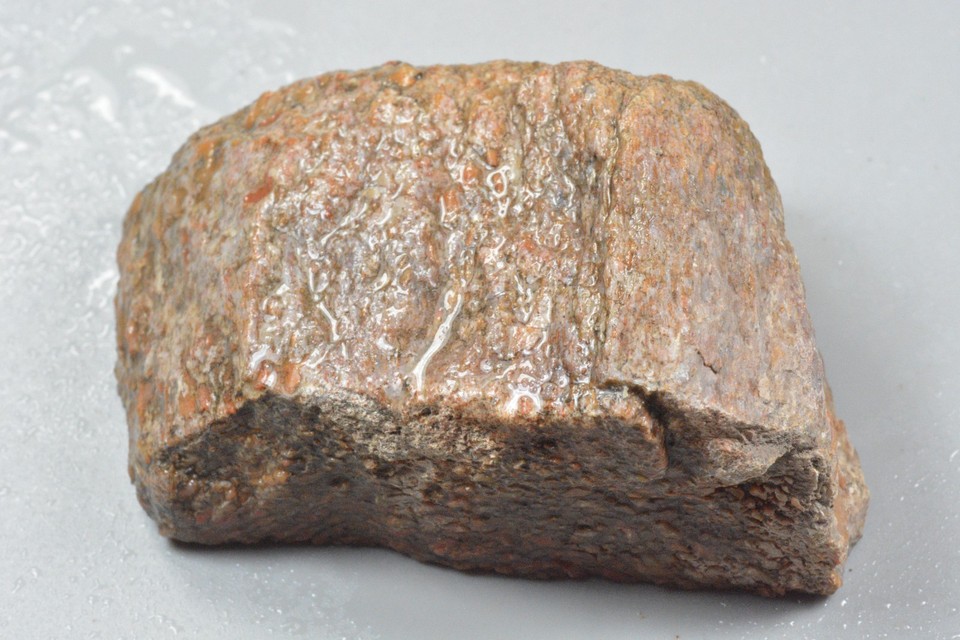 Agatized Dinosaur Bone, Utah, EX Shirley Collection, 275 grams | eBay