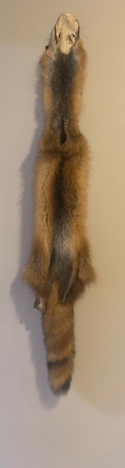 Tanned Red Fox Hide mid grade, Wall Hanger, Crafts, Man cave, Cabin ...