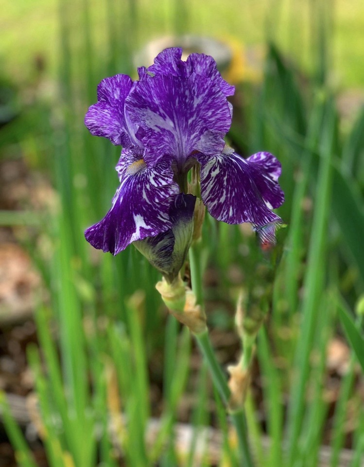 6 Bearded Iris Rhizome root ~ Bulb ~ Reblooming Rhizomes ~ Tall Purple ...