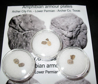 Permian amphibian armour plate fossils Texas Red Beds Eryops or Edops ...