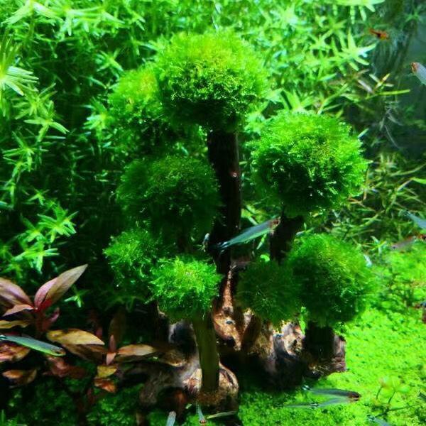Moss Tree Fish Aquarium Tank Driftwood Decor Bonsai Ornament ...