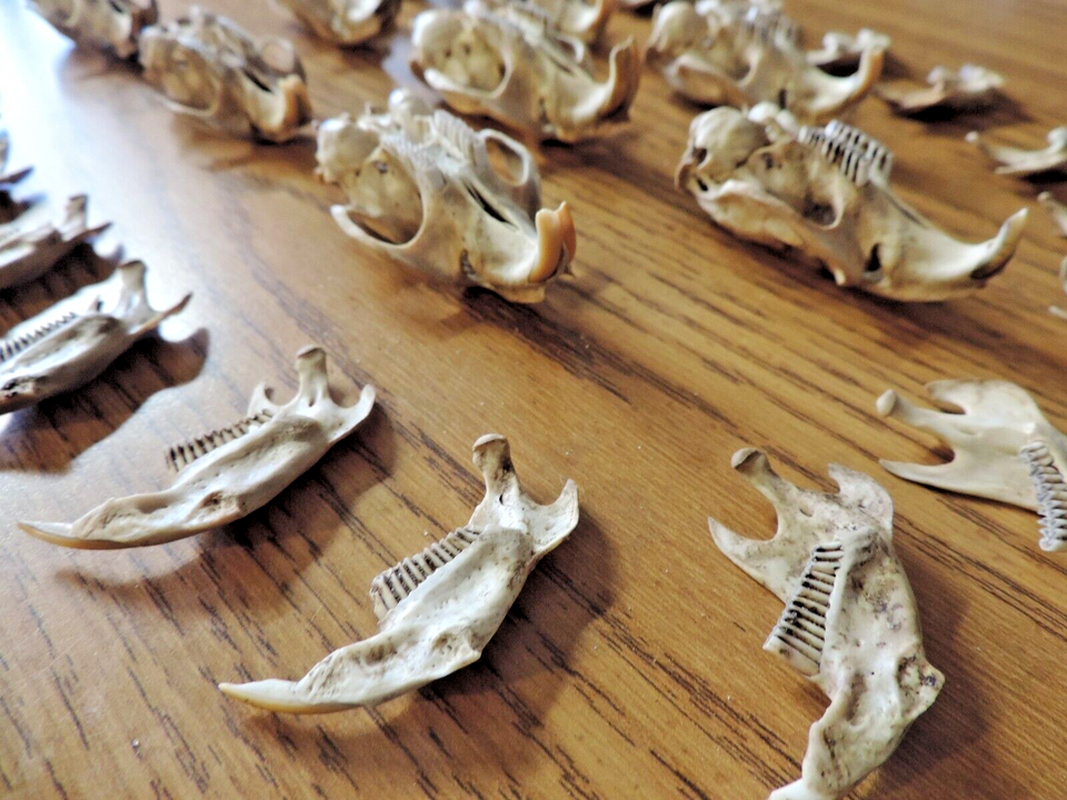 Lot of 9 muskrat skulls with jaw bone, animal skulls | eBay