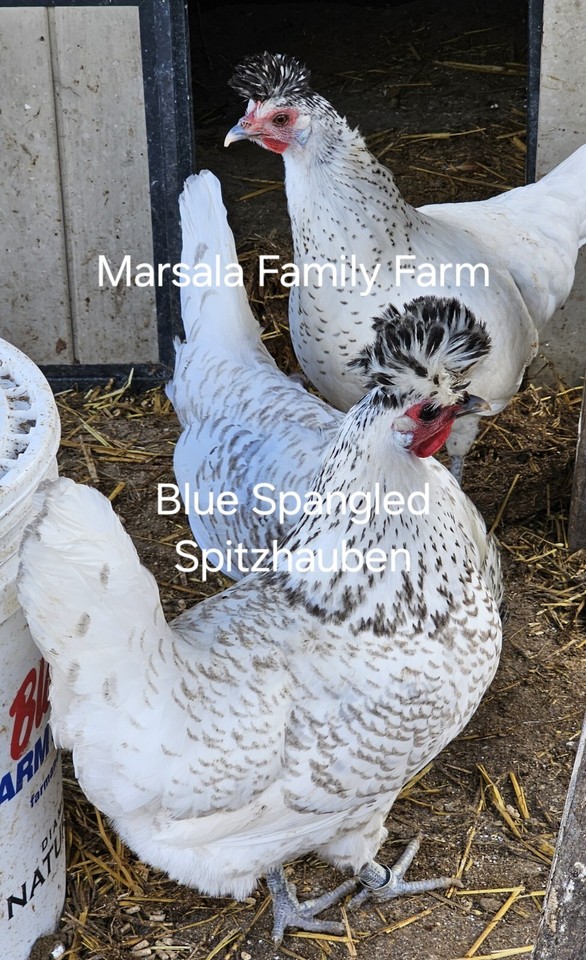 6 Very Rare Blue Spangled Appenzeller Spitzhauben Hatching Eggs-Presale ...