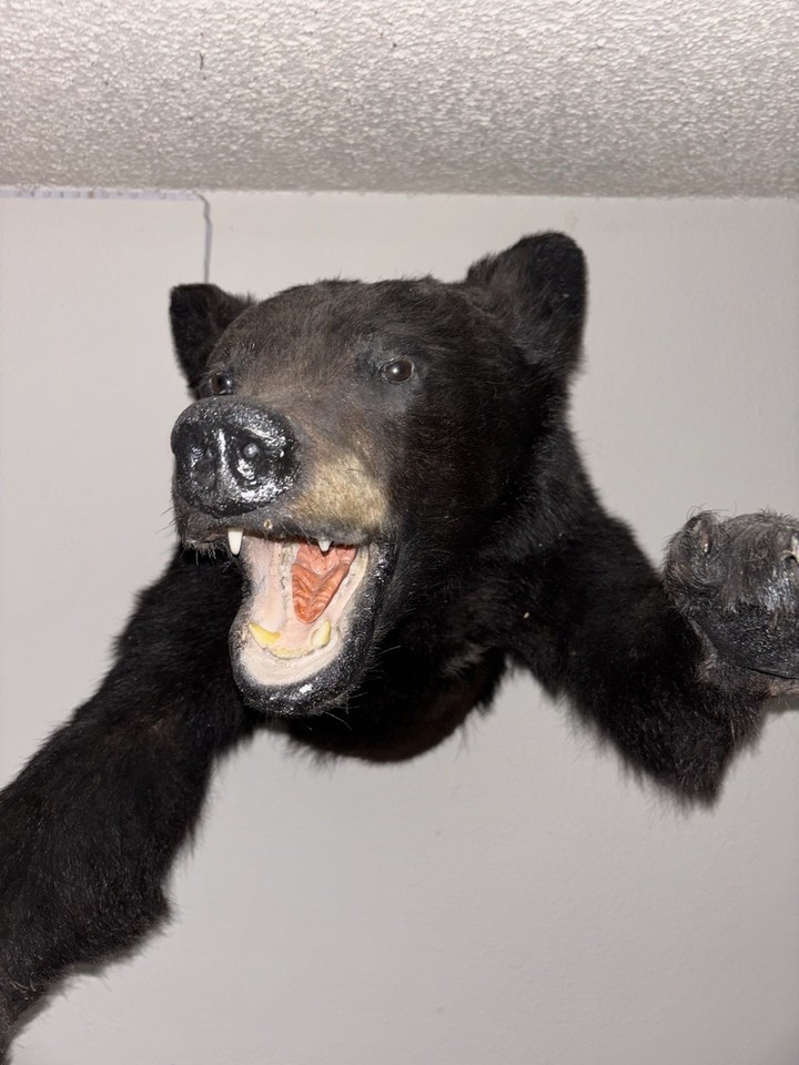 Black Bear Half Body Mount | eBay