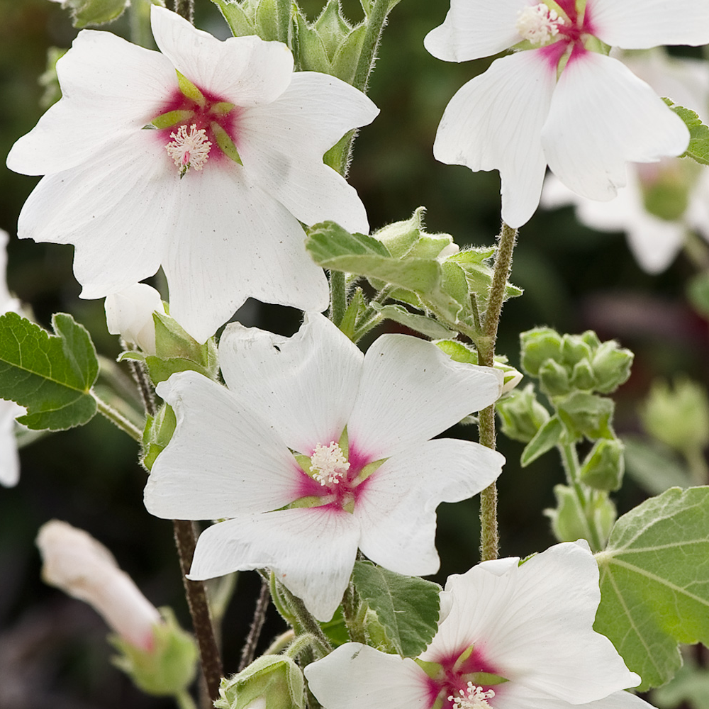Lavatera x clementii 'Barnsley' White Tree Mallow Hardy Shrub | 9cm Pot ...