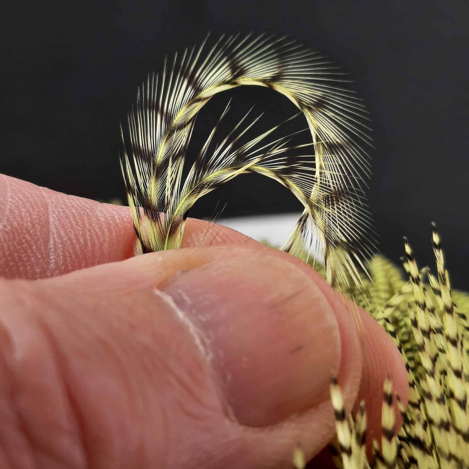 Dry Fly Hackle Cape Neck Grizzly, Cream, Olive, Blue Dun, Olive Dun ...