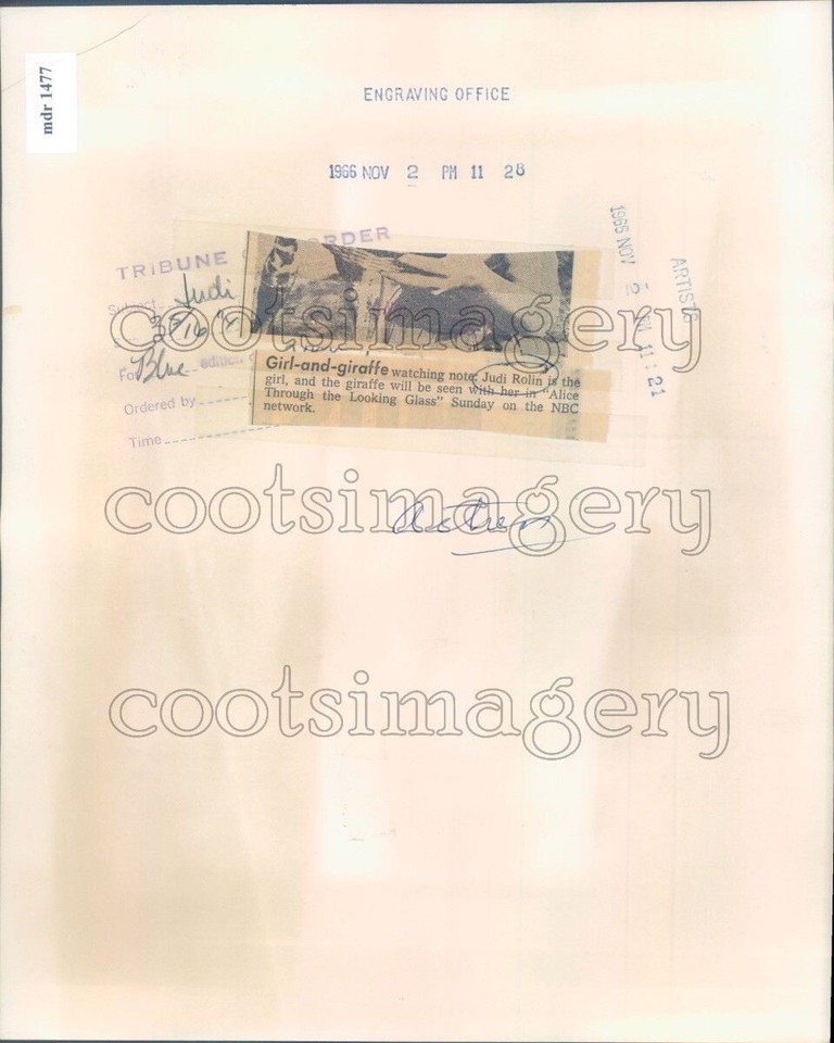 1966 Press Photo Pretty Actress Judi Rolin Feeds Giraffe | eBay