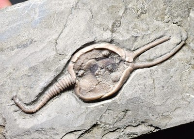 SUPERB Ventral Pleurocystites Cystoid Fossil! Upper Ordovician, Lake ...