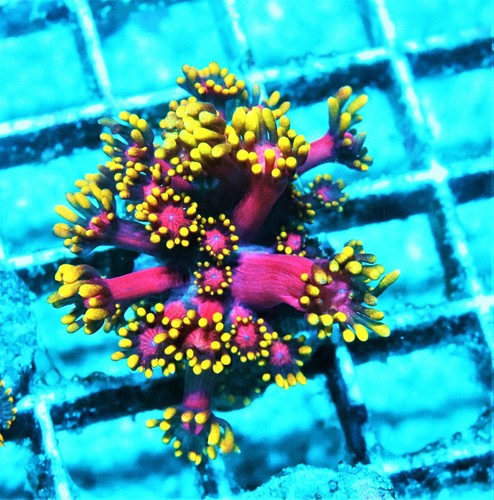 TSA Fantasia Goniopora Zoanthids Paly Zoa SPS LPS Corals, WYSIWYG | eBay