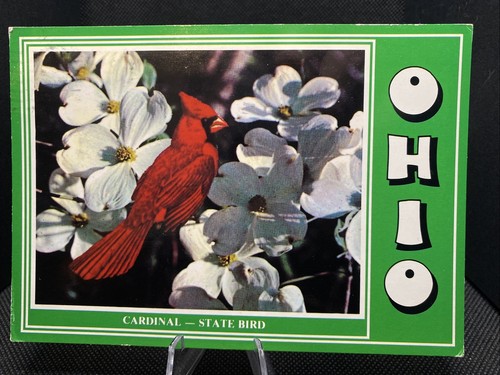 POSTCARD: Ohio State Bird The Cardinal F8 | eBay