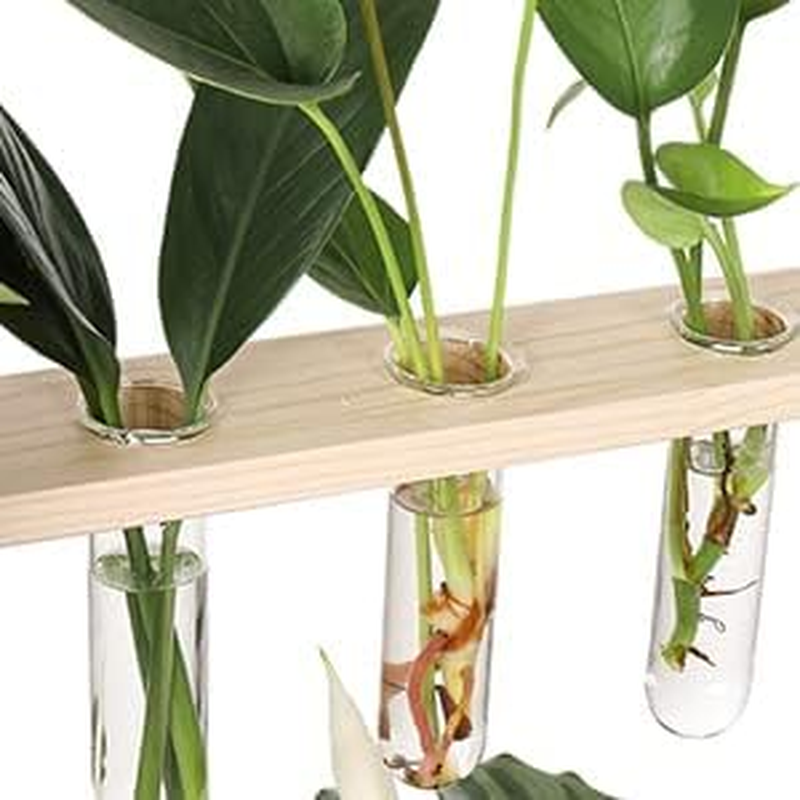 Glass Plant Propagation Tubes Accessories Glass Test Tubes Tiered ...
