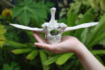 Ethically Sourced Old Genuine Real Bovine SPINAL VERTEBRAE SACRAL BONES ...