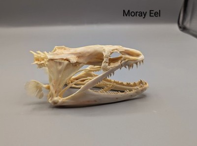 Moray Eel Skull, Skulls, Bones, Animal Skull, Oddities, Curio, Gorhic ...