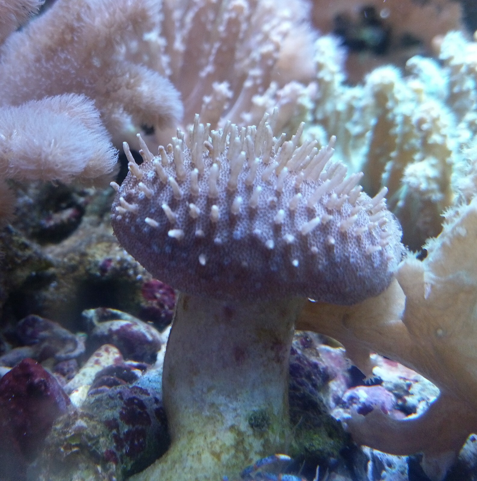 Soft Coral frags colonies Leather Toadstool Sarcophyton GSP Xenia Clove ...