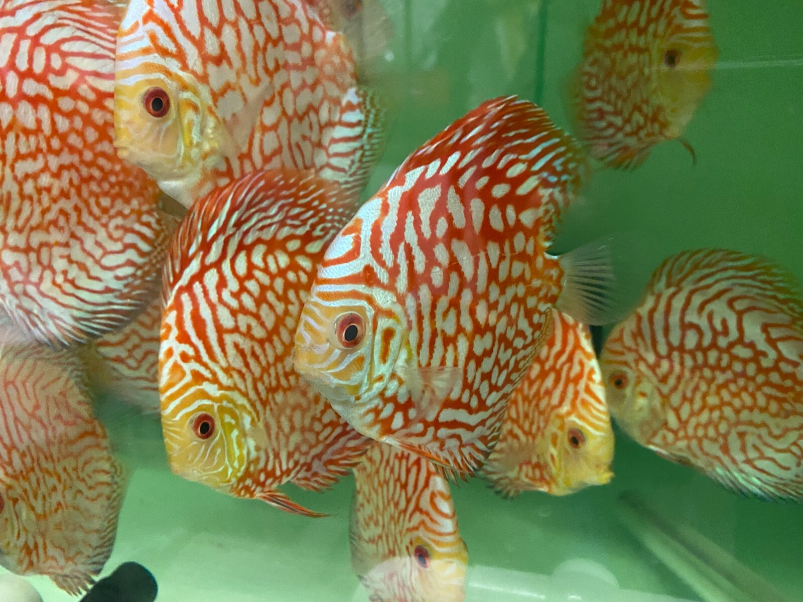 Pack of 3 - Red Checkerboard Discus 4" | eBay
