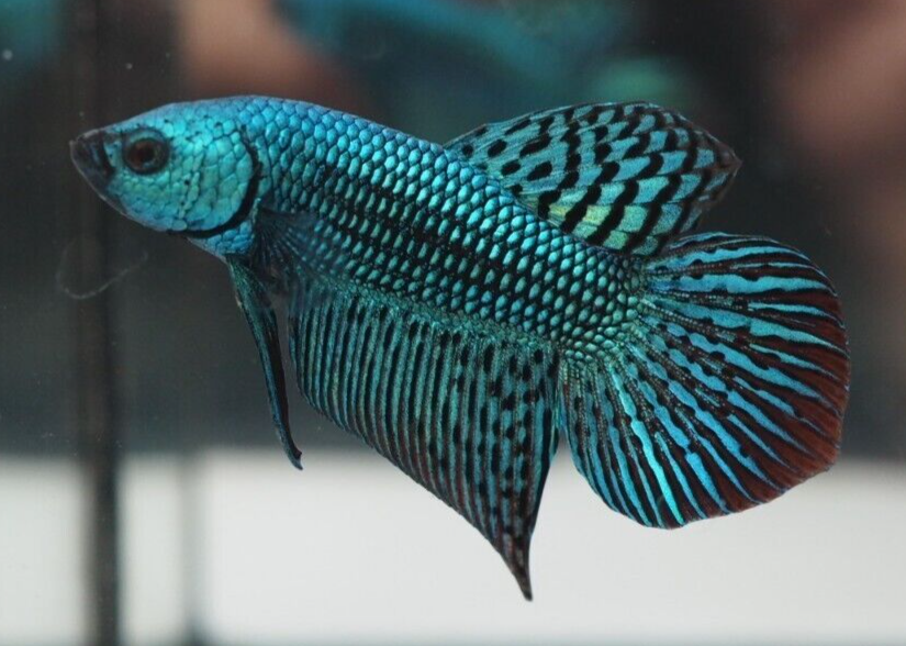 Wild Betta Fish Green Alien Male Quality Grade from TH * Stock Photo ...