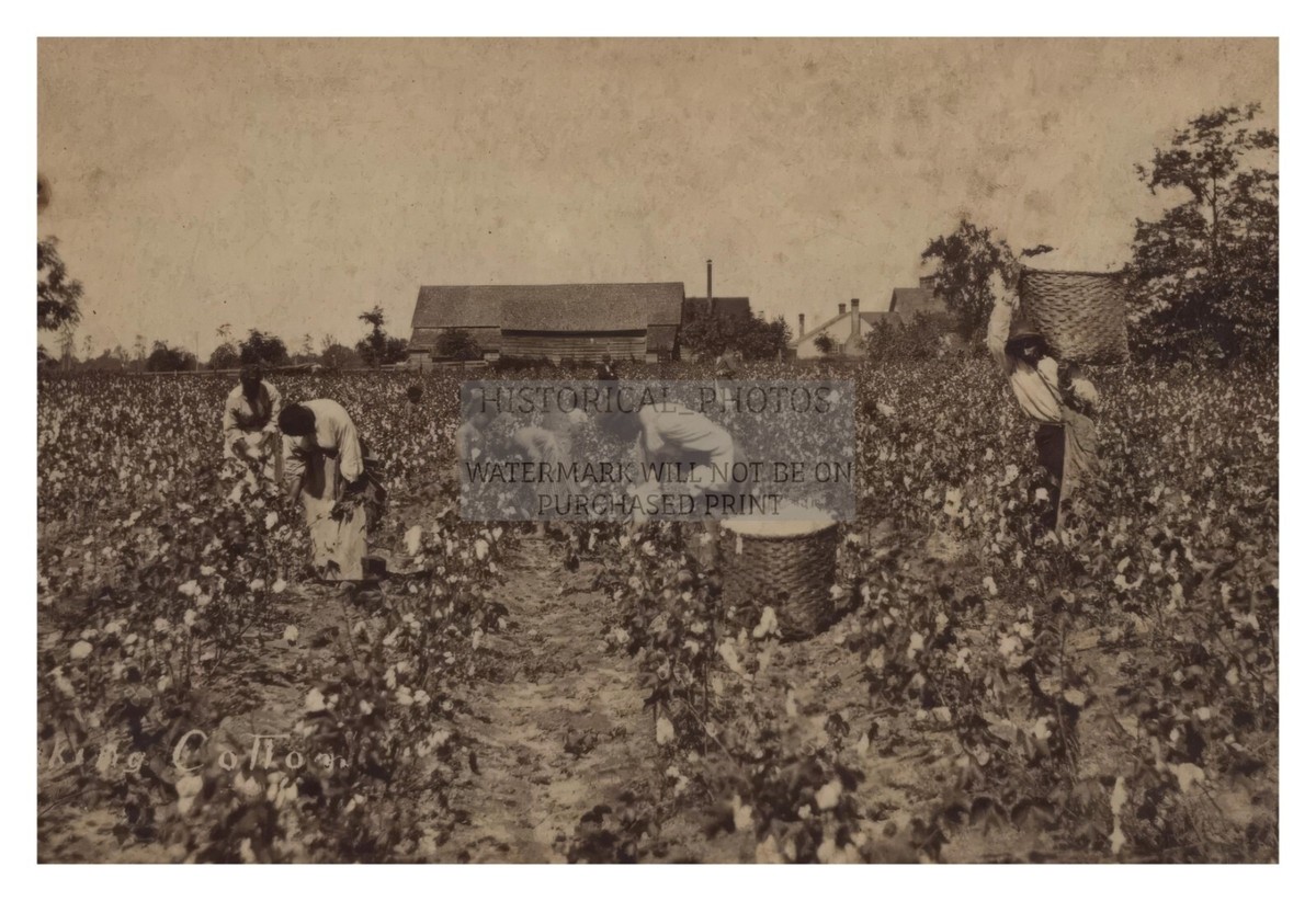 Slaves Picking Cotton In Color