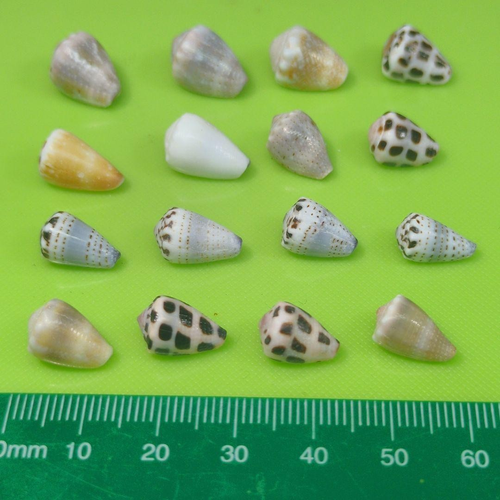 Cone Shell japanese sea Shells of Okinawa very small 1cm | eBay