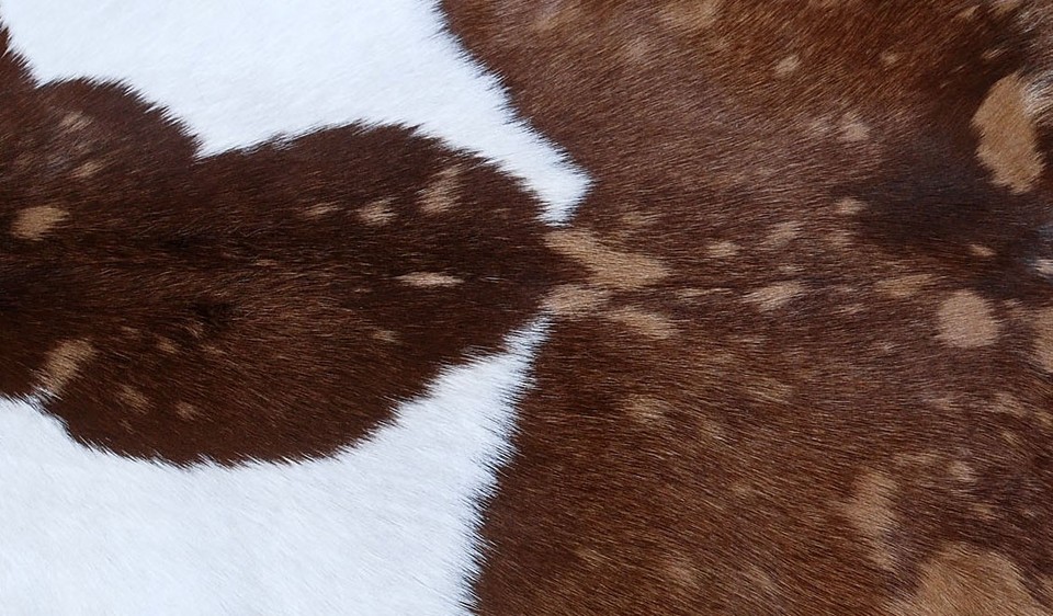 GOAT Western taxidermy Hide Rug Natural Pattern Fur Goat Hide Rode SA ...
