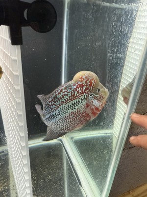 Classic Kamfa Female Flowerhorn 6 Inches | eBay
