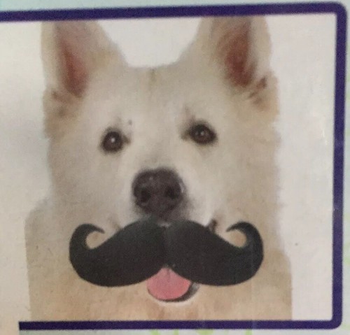 Say Cheeze Squeak Dog Pink Pet Mustache Toy - Looks Like Your Pup Has A ...