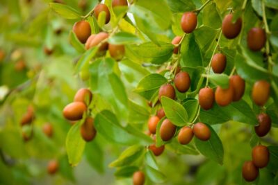 Chinese Date Tree Seeds for Planting - 6 Seeds - Jujube, Chinese Date ...