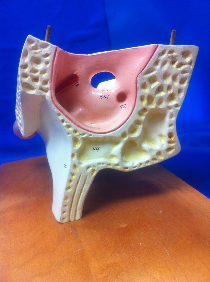 Denoyer Geppert Ear Anatomy Model Vintage 10 inches High Anatomical ...