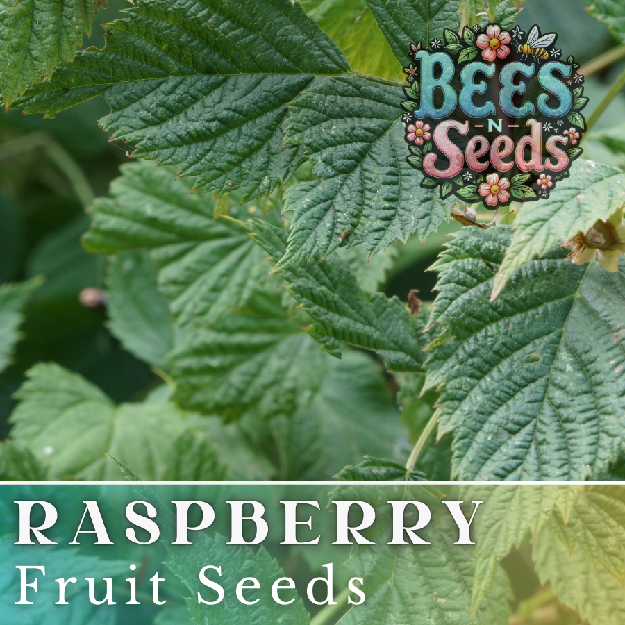 Charm Raspberry Seeds 125, 300, 750 Seeds Fruit Seeds, Non GMO, Bulk ...
