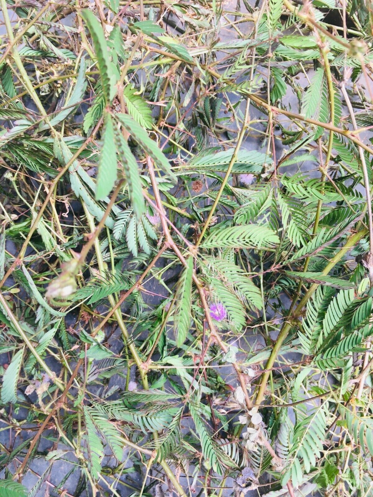 Dried SENSITIVE PLANTS Root & Leaves MIMOSA PUDICA Leaf SHAMEPLANT ...
