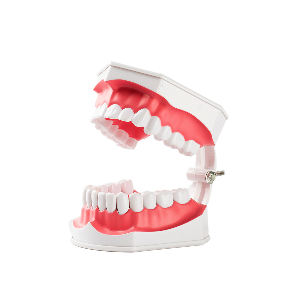 EASYINSMILE 1X Dental Teaching Typodont Model Large With Removable ...