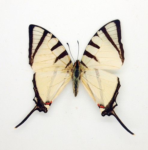 Papilionidae - Butterfly - Pathysa agetes iponous (m) - Malaysia (6-14 ...