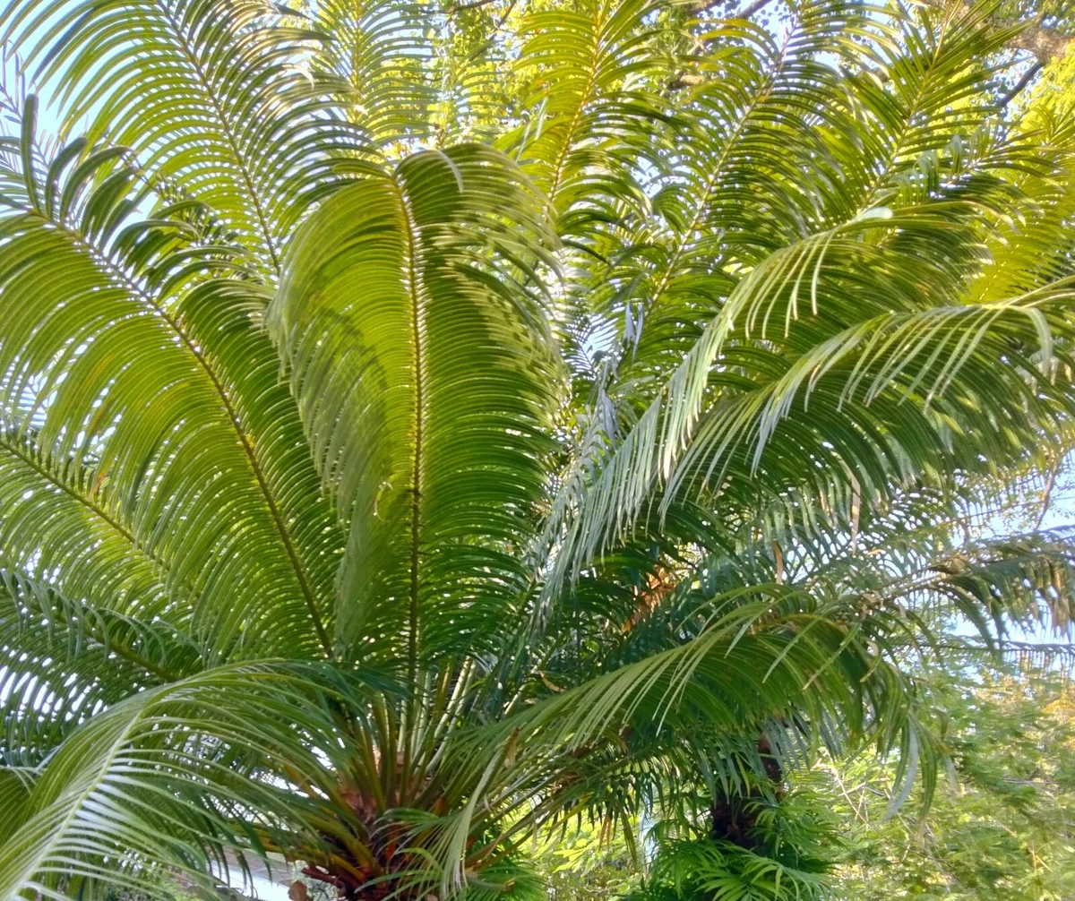 Queen Sago Palm