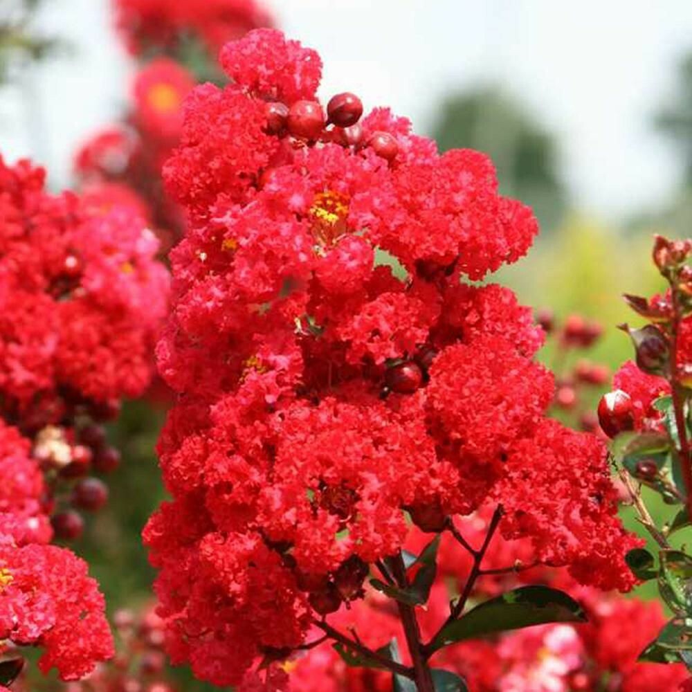 Crepe Myrtle Tattoos Crepe Myrtle Lagerstroemia Seeds Purple Orange