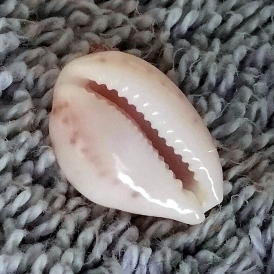 Cypraea Rashleighana #2 16.9mm ULTRA-RARE! LIVE COLLECTED from Hawaii ...
