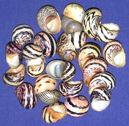 BULK Nerita Dubia Stripped Craft Seashells ~ 1/2"-3/4" (10 Shells) | eBay