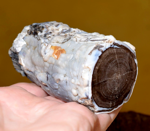 !WOW! Blue Forest Botryoidal Agatized Petrified Eocene Wood Tree Branch ...