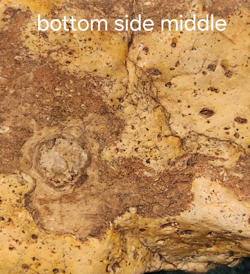 UPDATE, UPDATE: FOSSIL IDENTIFIED-290 TO 320 MILLION YEARS OLD--The ...
