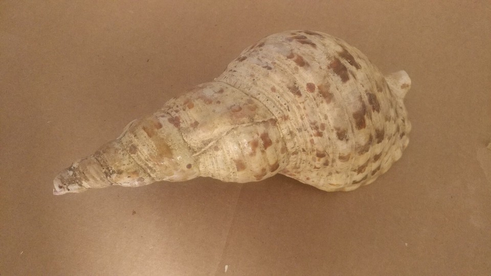 Triton Trumpet Horn Seashell 11” L 4” W, 4" H | eBay