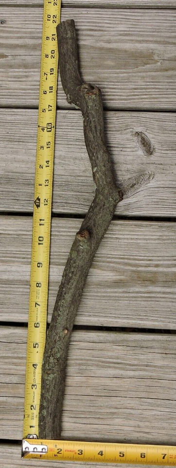 20" Hickory Wood Stick Wand Bird Perch Carving Blank Crafts Crooks 1"D ...