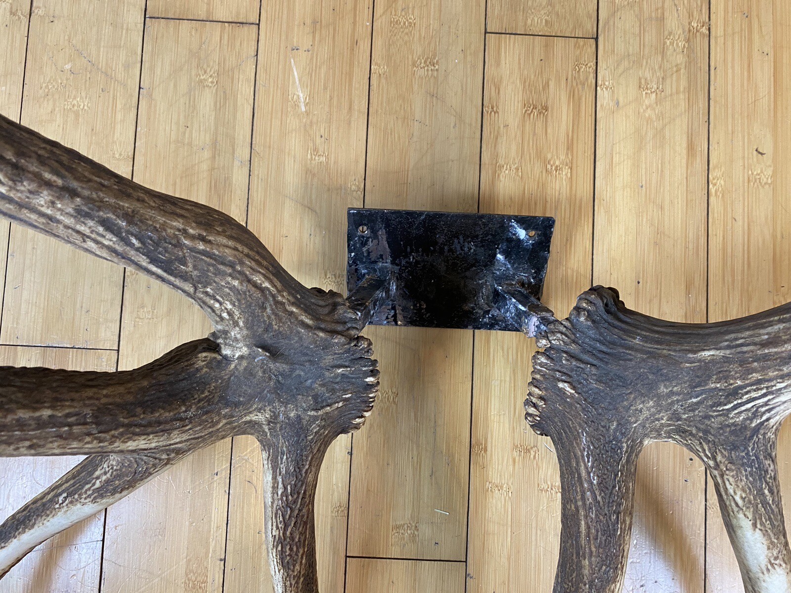 HUGE FREAK Matched Set 7x7 ELK ANTLERS SHEDS WILD IDAHO HORN MOOSE ...