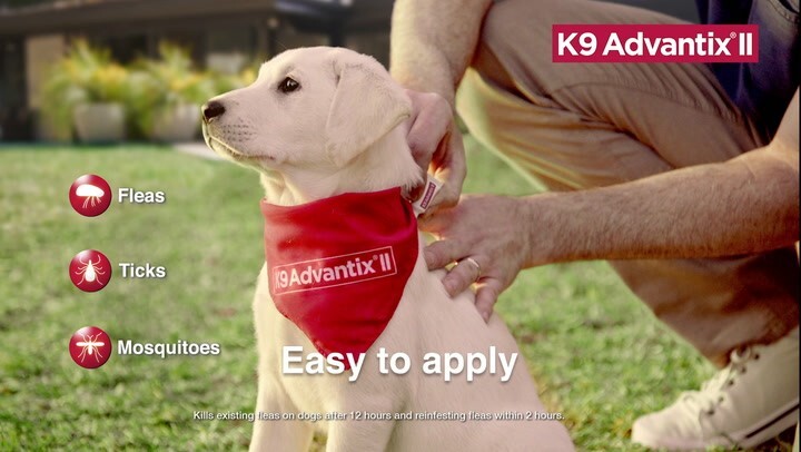 K9 Advantix II Flea Treatment for Medium Dogs 6 Monthly Doses (11-20 Lbs) 724089203809| eBay